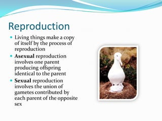 Characteristics of Life | PPTX