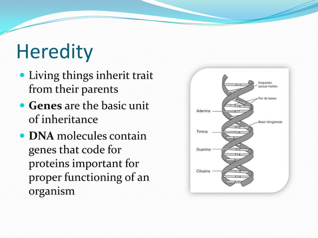 Characteristics of Life | PPTX | Biological Sciences | Science