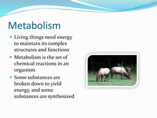Characteristics of Life | PPTX