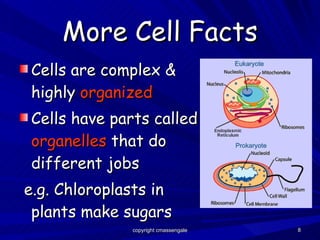 Characteristicsoflife | PPT | Biological Sciences | Science