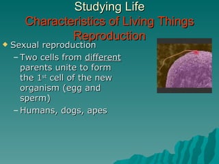 Characteristics of life | PPT