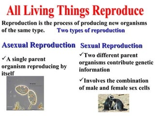 Characteristics of life | PPT