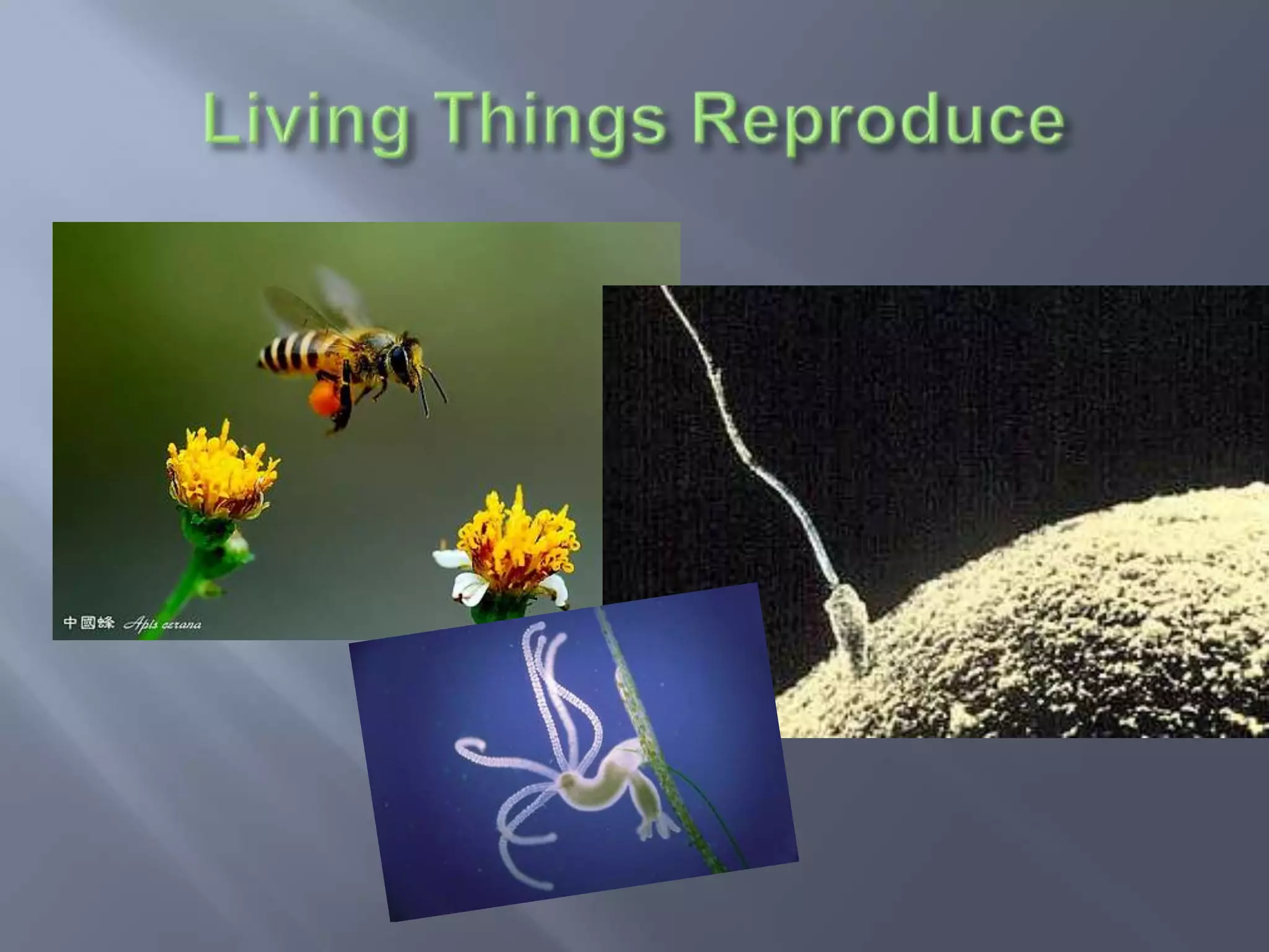 Characteristics of life | PPTX | Biological Sciences | Science