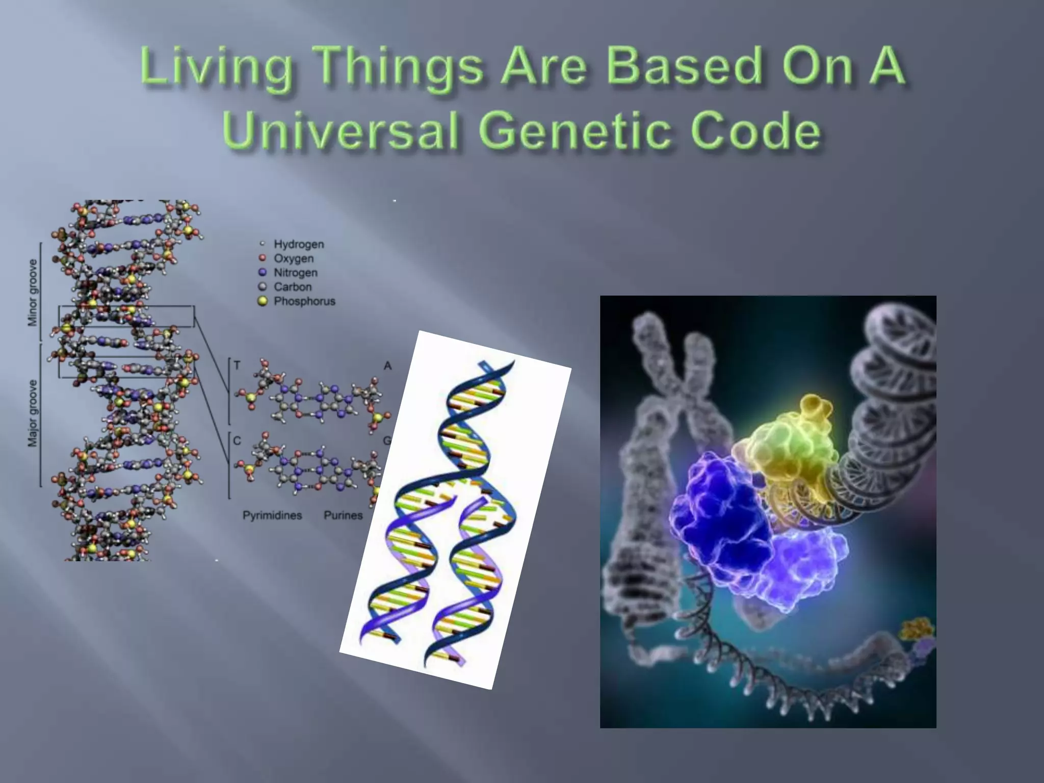 Characteristics of life | PPTX | Biological Sciences | Science