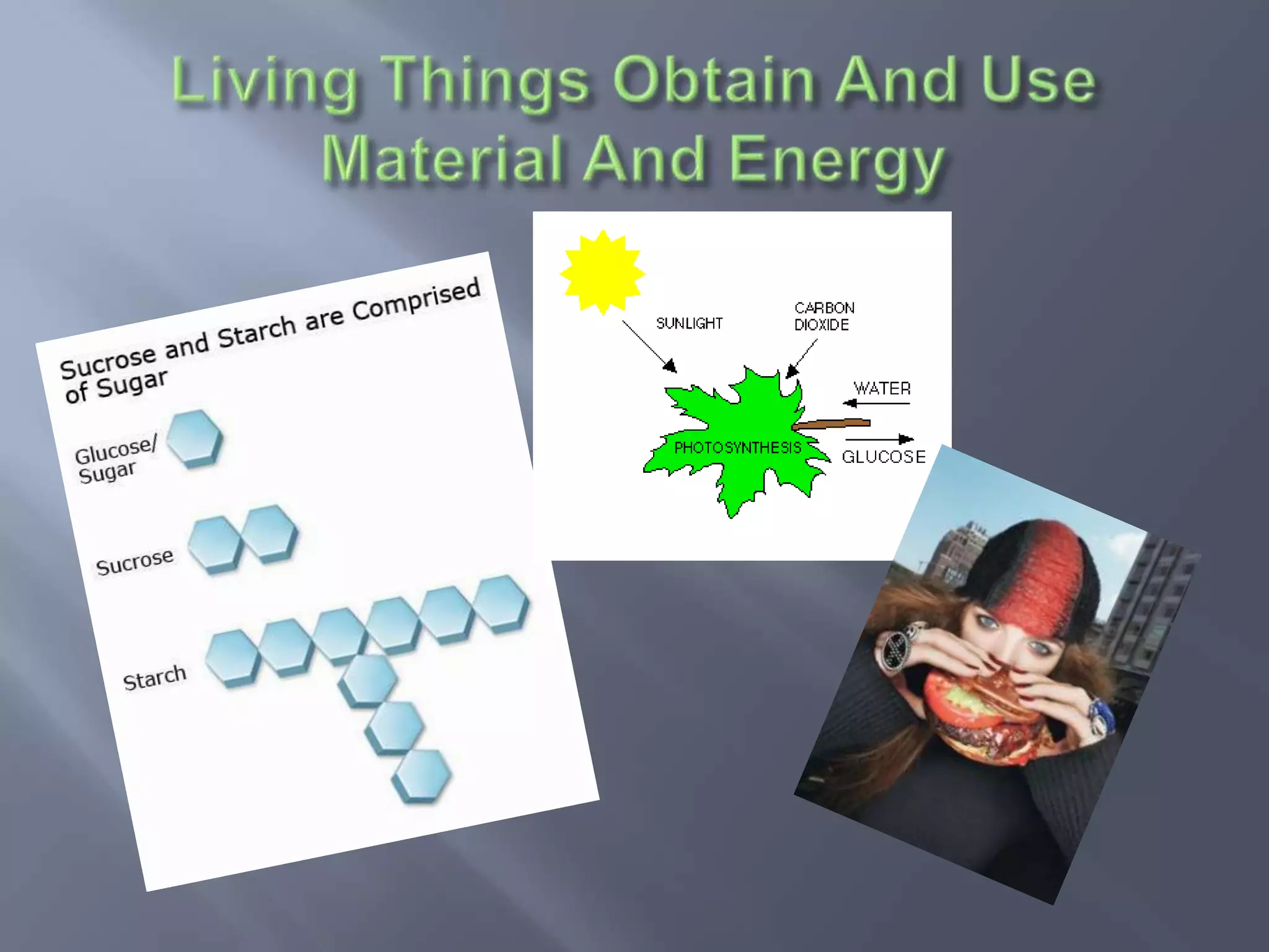 Characteristics of life | PPTX | Biological Sciences | Science
