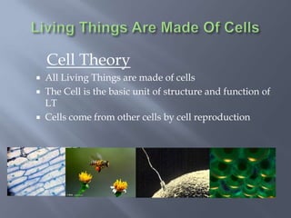 Characteristics of life | PPTX | Biological Sciences | Science