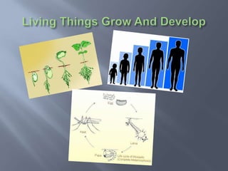 Characteristics of life | PPTX | Biological Sciences | Science