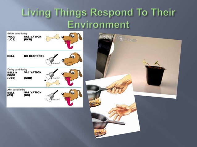 Characteristics of life | PPTX | Biological Sciences | Science