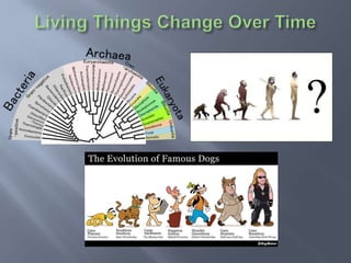 Characteristics of life | PPTX | Biological Sciences | Science