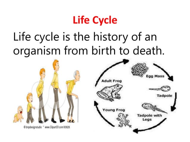 Characteristics of Life | PPTX | Biological Sciences | Science