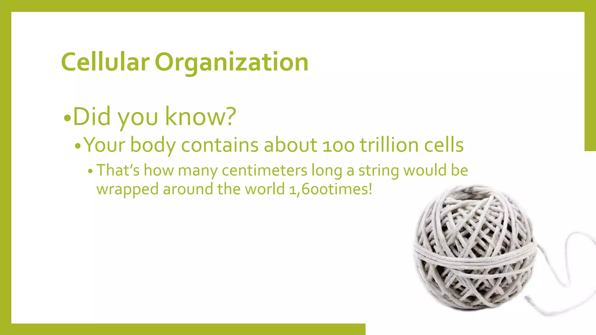 Characteristics of Life | PPTX