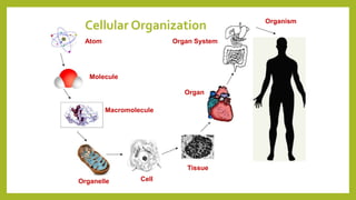 Characteristics of Life | PPTX