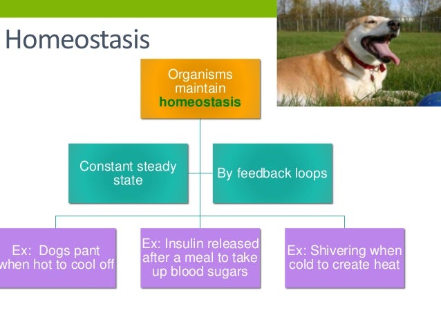 Characteristics of life for Advanced Biology
