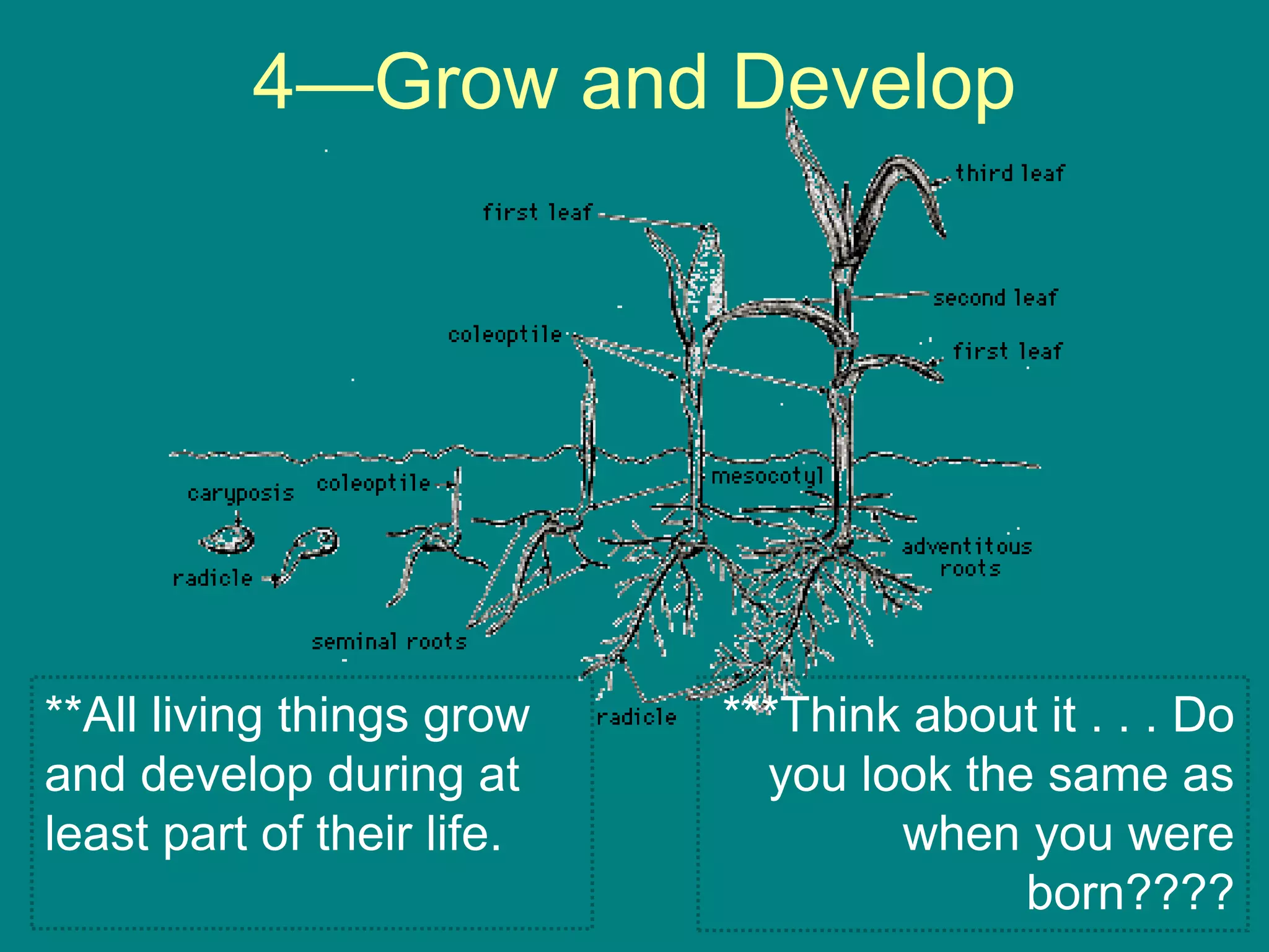 Characteristics of Life--updated.ppt