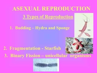 Characteristics of Life 10.ppt