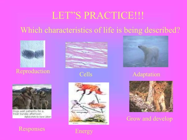 Characteristics of Life 10.ppt