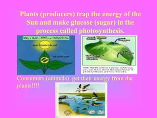 Characteristics of Life 10.ppt