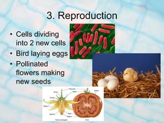 Characteristics of life notes review | PPTX