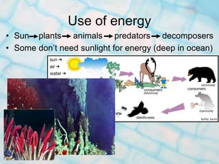 Characteristics of life notes | PPT