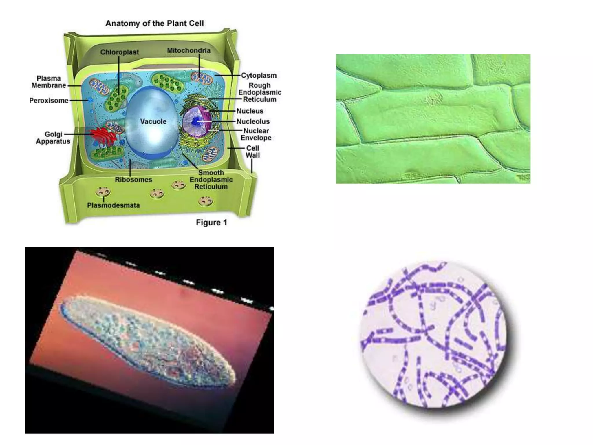 Characteristics of life & parts of the cell.ppt