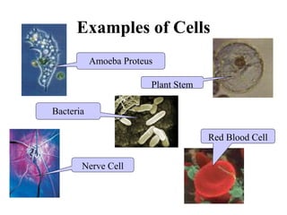 Characteristics of life & parts of the cell.ppt