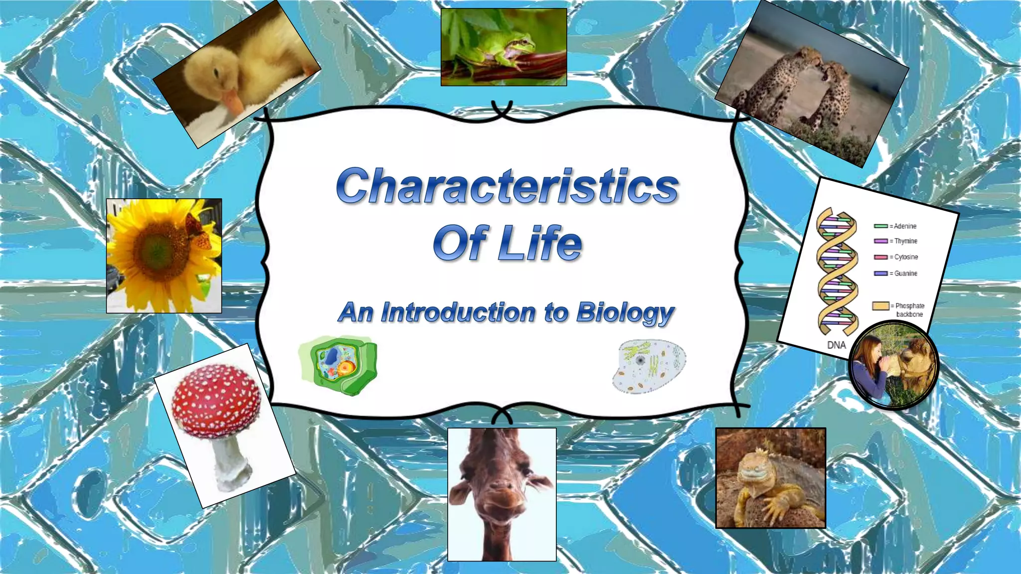 LT1.1 Characteristics of Life ppt | PPTX