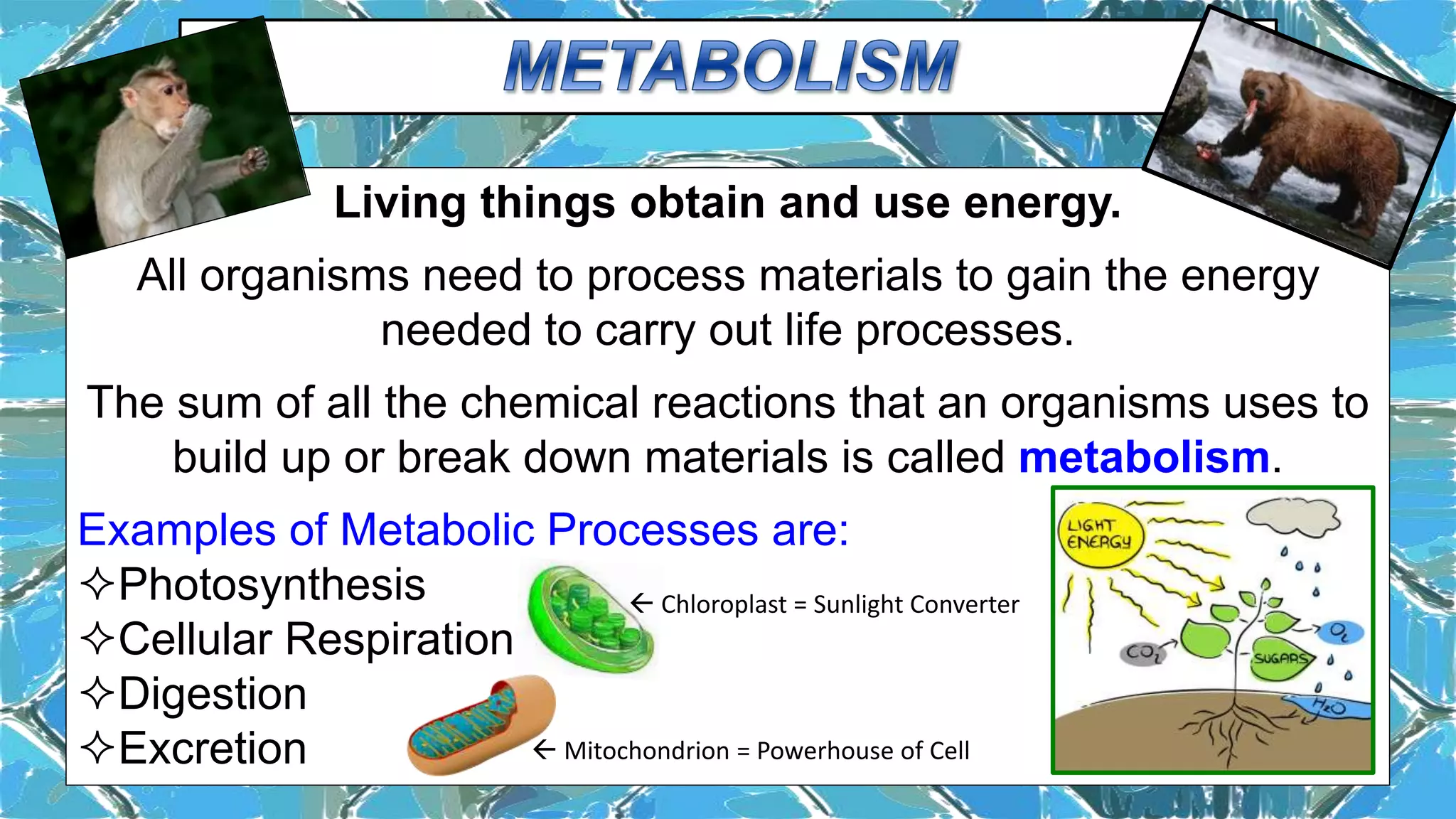 LT1.1 Characteristics of Life ppt | PPTX
