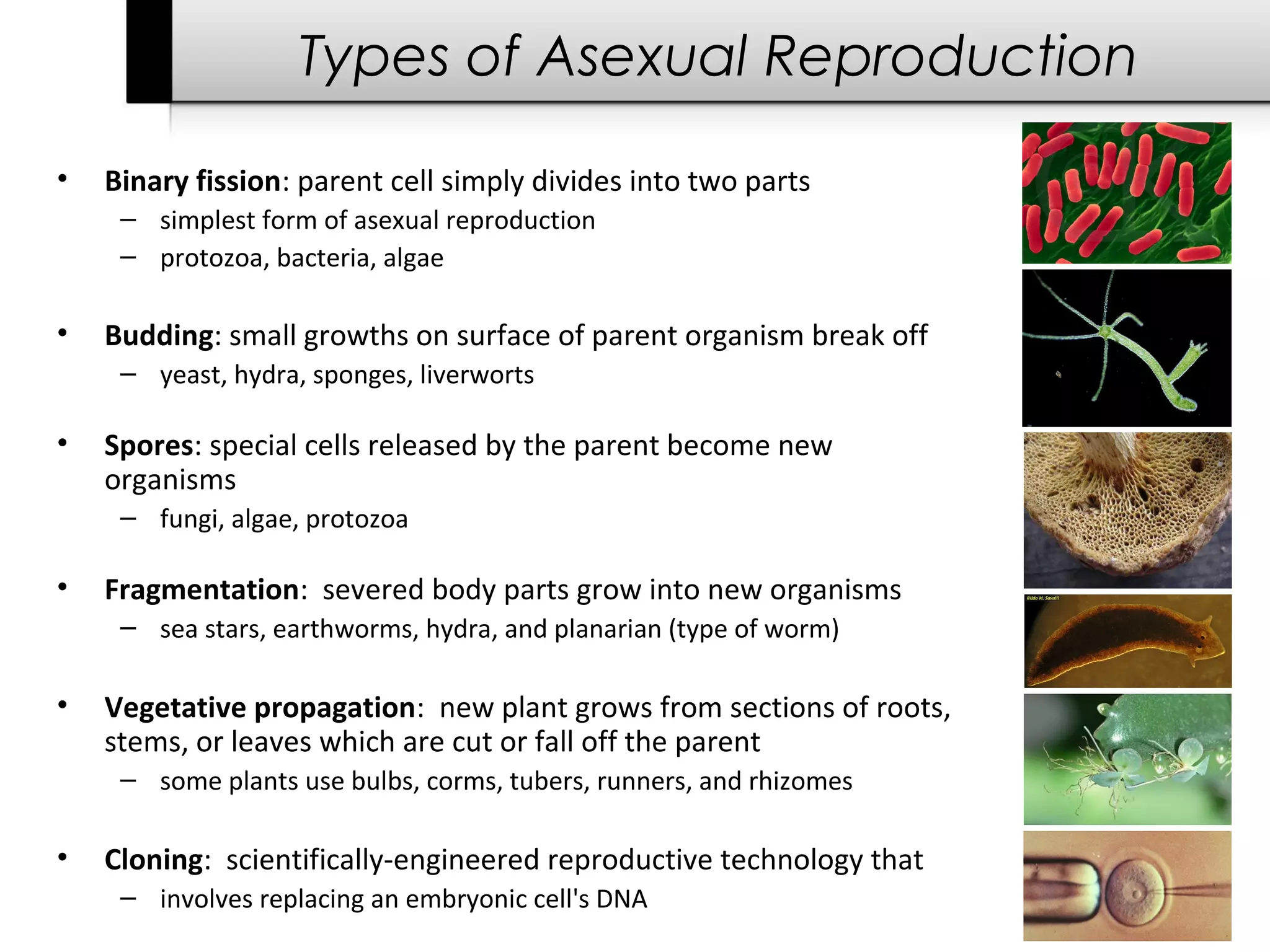 Characteristics of Life | PPT