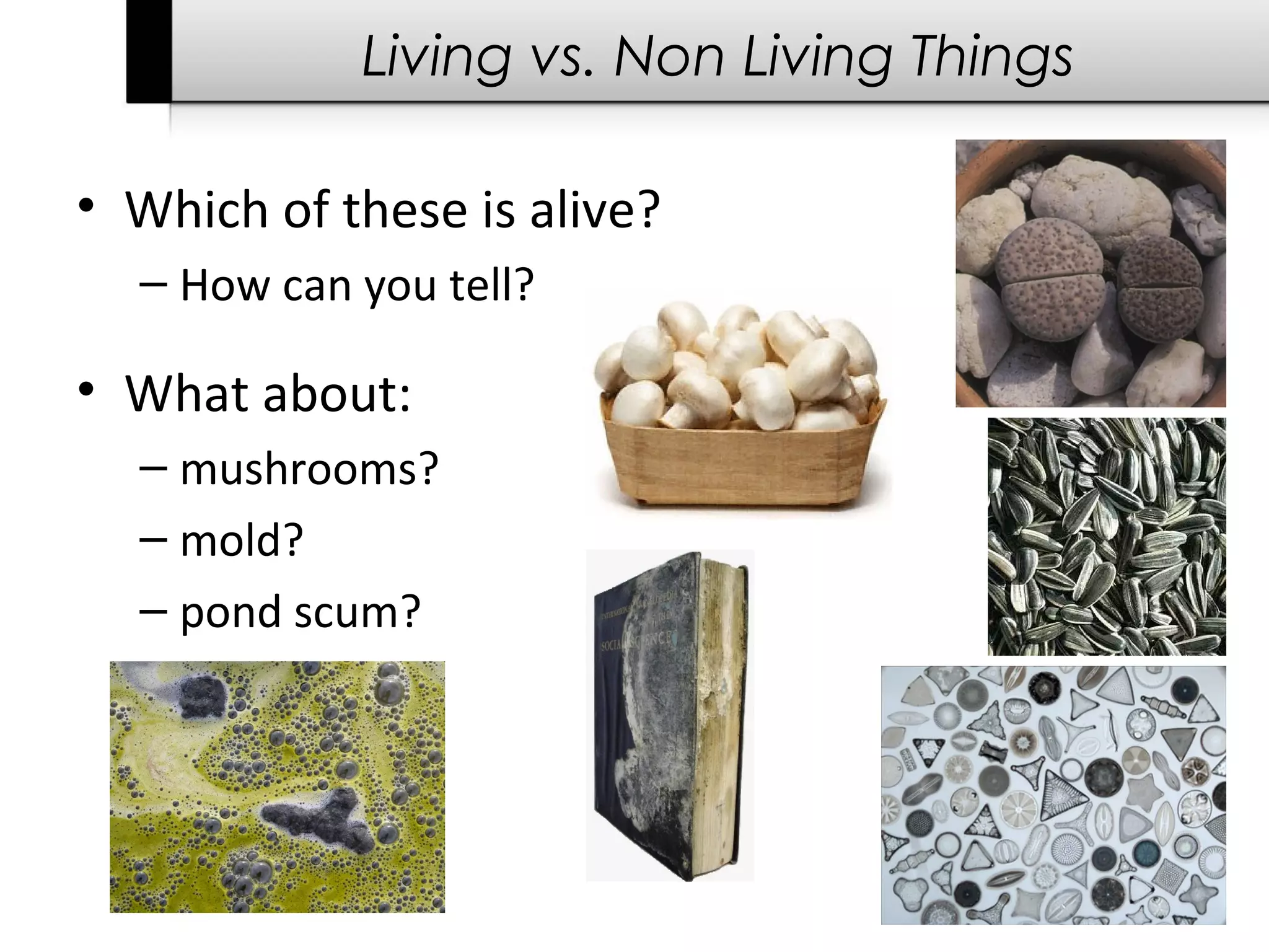 Characteristics of Life | PPT