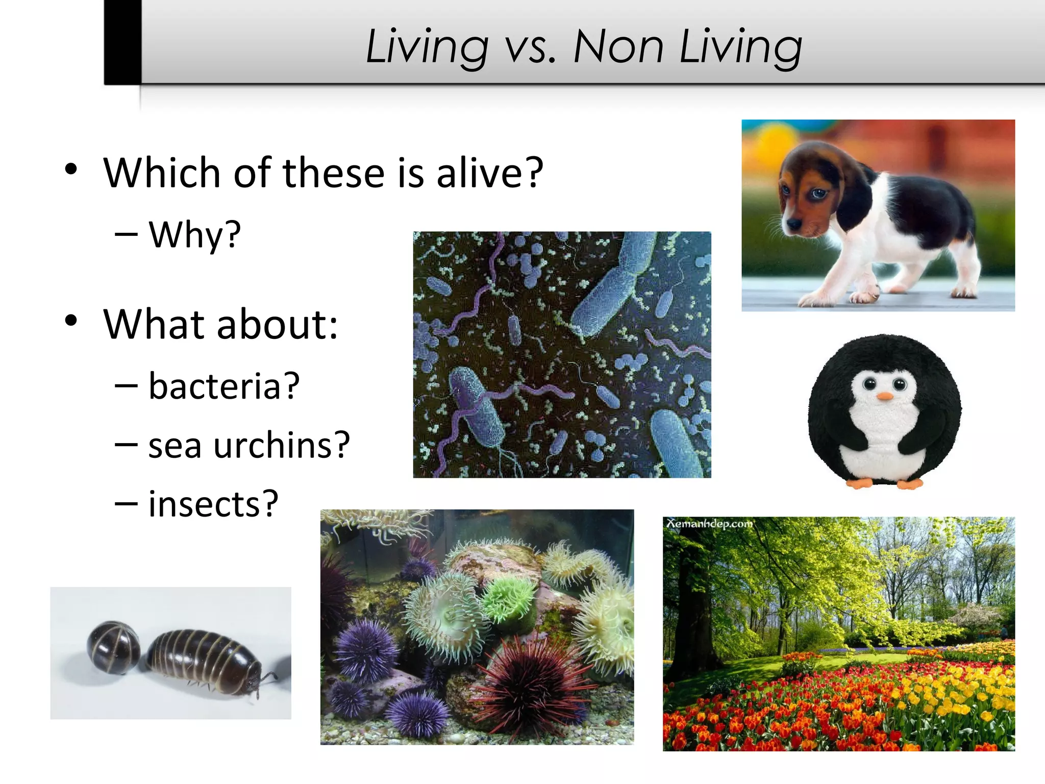 Characteristics of Life | PPT