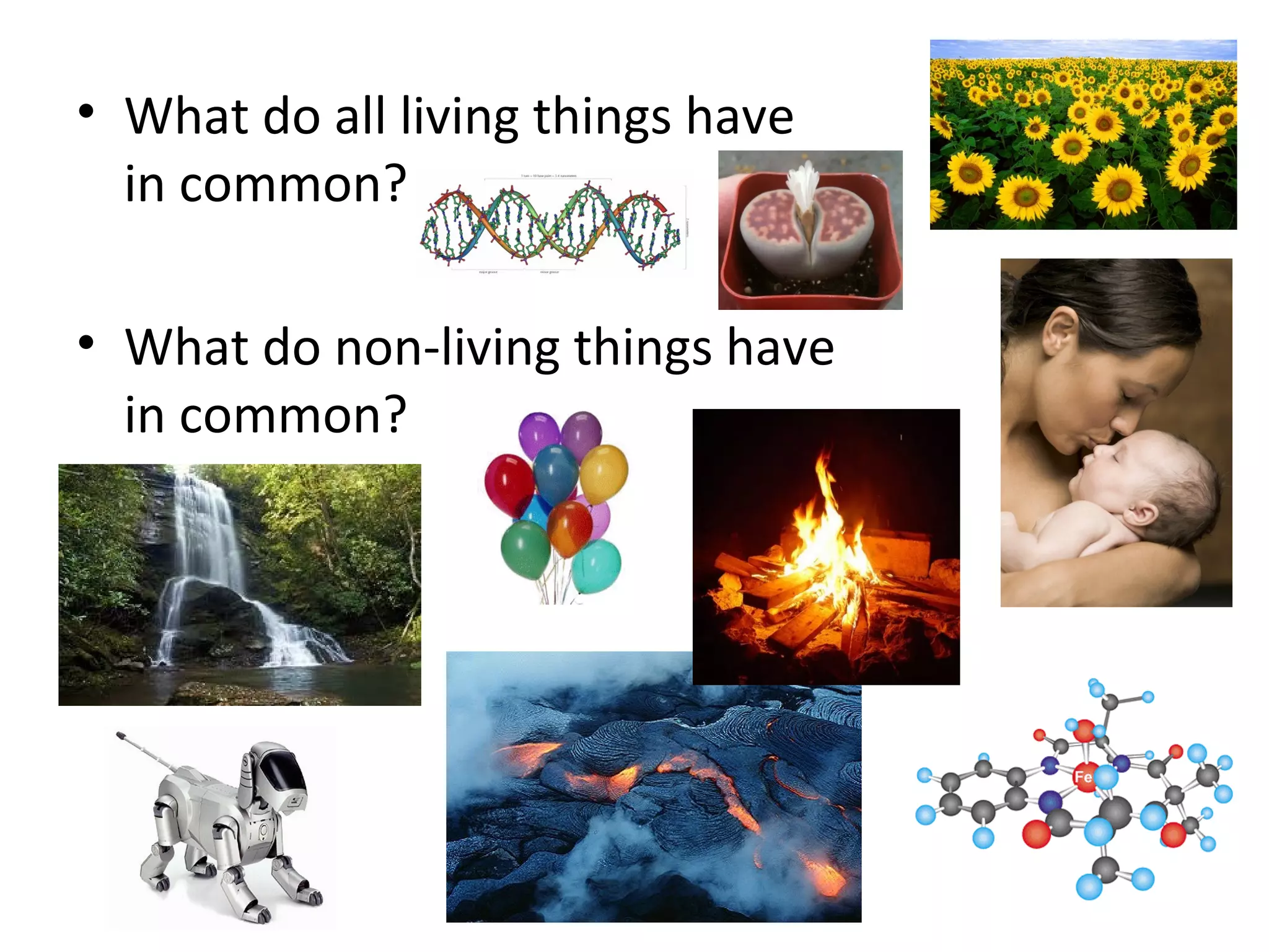 Characteristics of Life | PPT