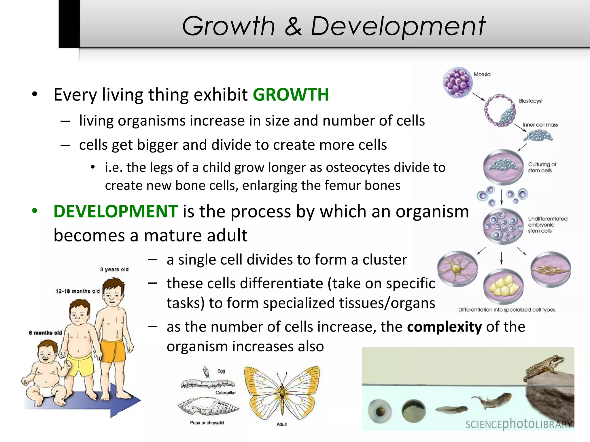 Characteristics of Life | PPT