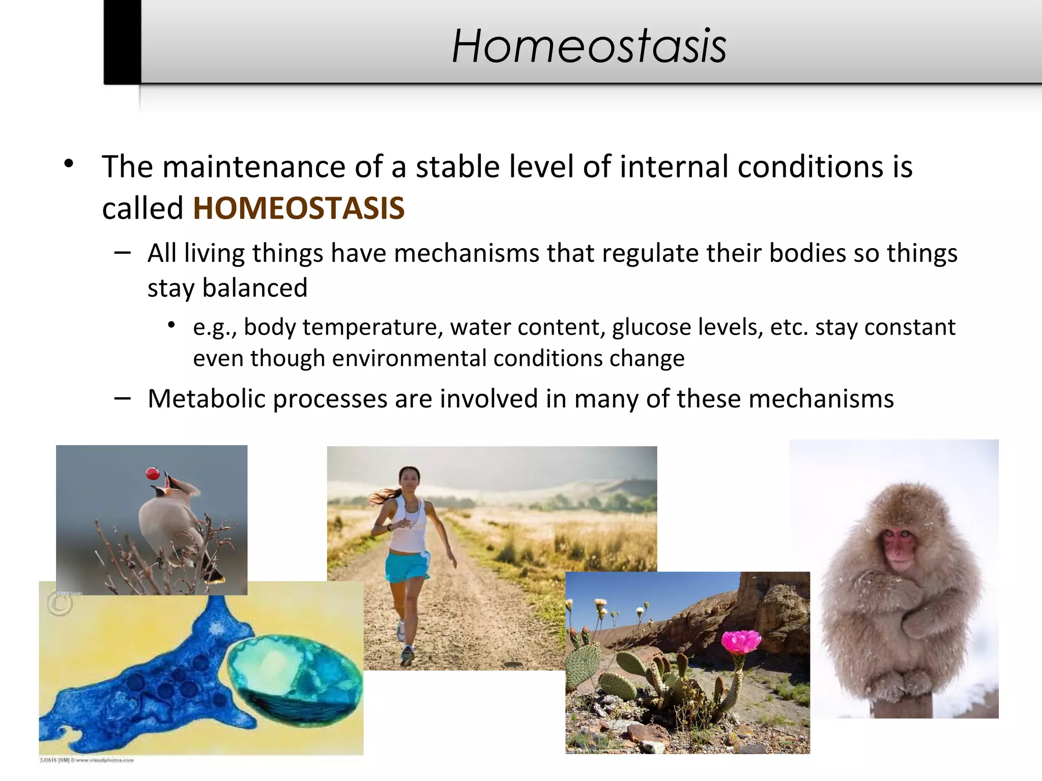 Characteristics of Life | PPT