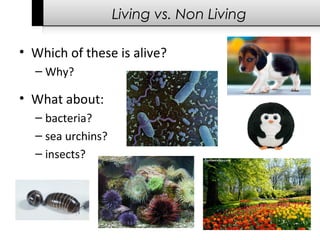 Characteristics of Life | PPT