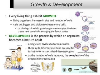 Characteristics of Life | PPT