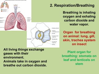 Characteristics of Living Thing.pdf