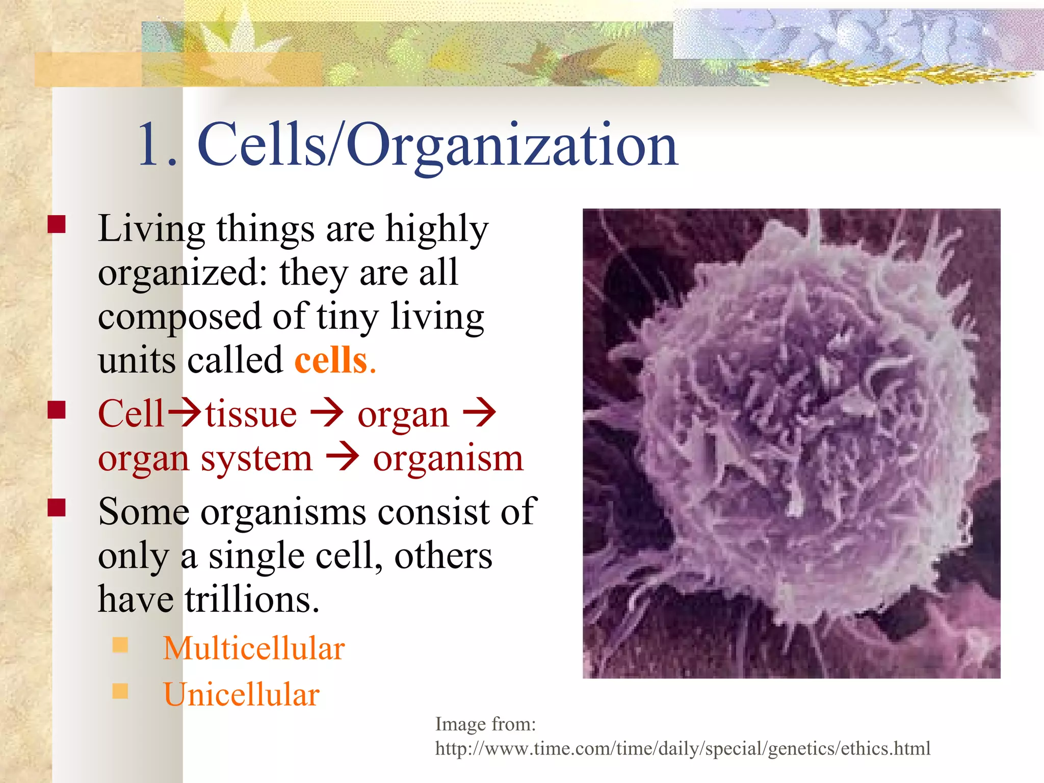 Characteristics Of Living Things | PPT