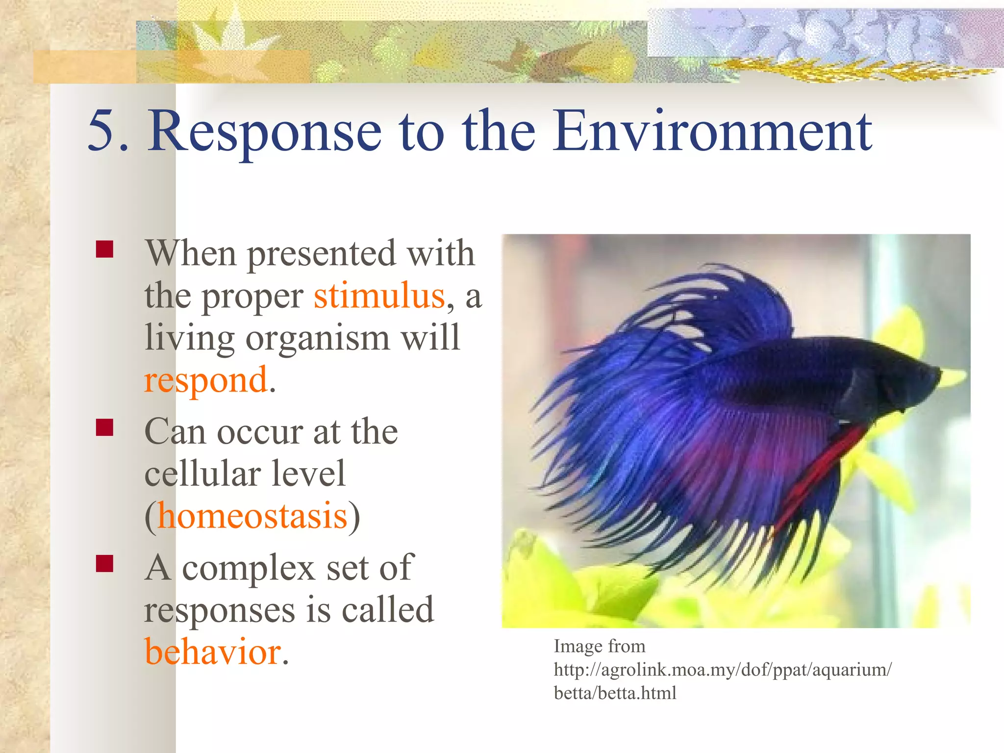 Characteristics Of Living Things | PPT