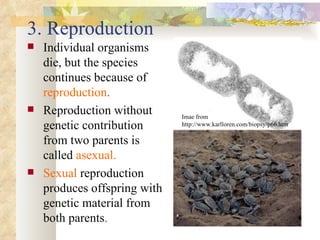 Characteristics Of Living Things | PPT