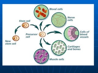 Characteristics of living things | PPT