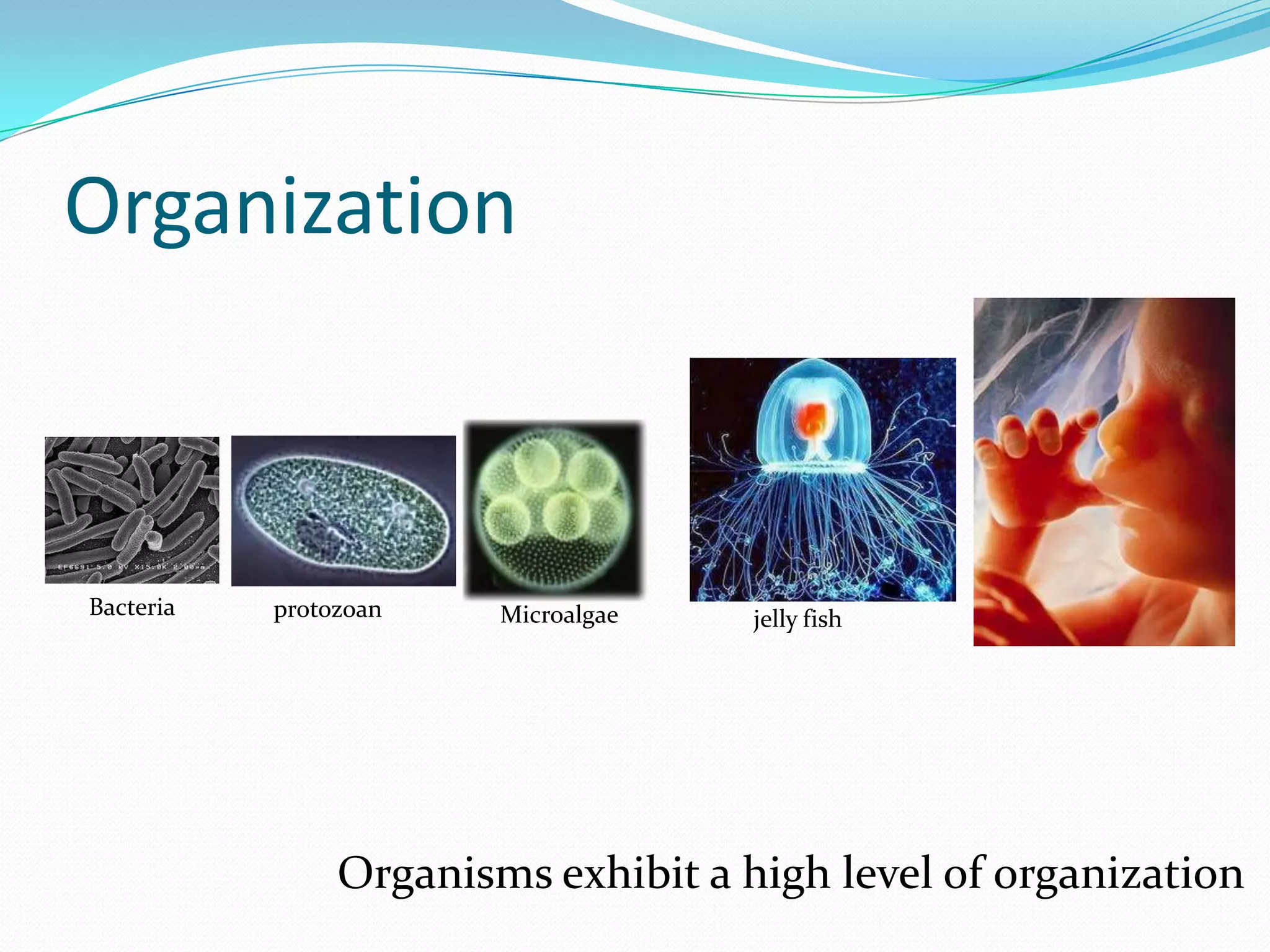 Characteristics of living things | PPT