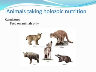 Characteristics of living things | PPT