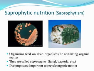 Characteristics of living things | PPT