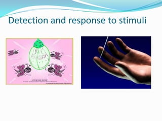 Characteristics of living things | PPT