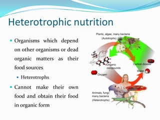 Characteristics of living things | PPTX