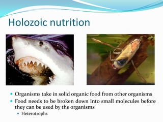 Characteristics of living things | PPT