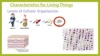 Characteristics of living things | PPTX