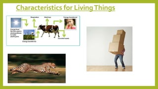 Characteristics of living things | PPTX