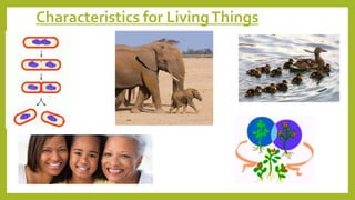 Characteristics of living things | PPTX