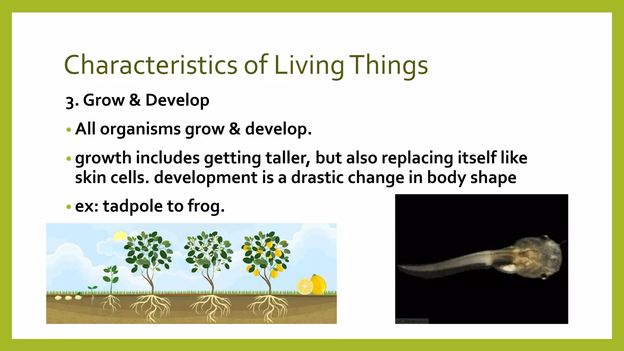 Characteristics of living things | PPTX | Biological Sciences | Science